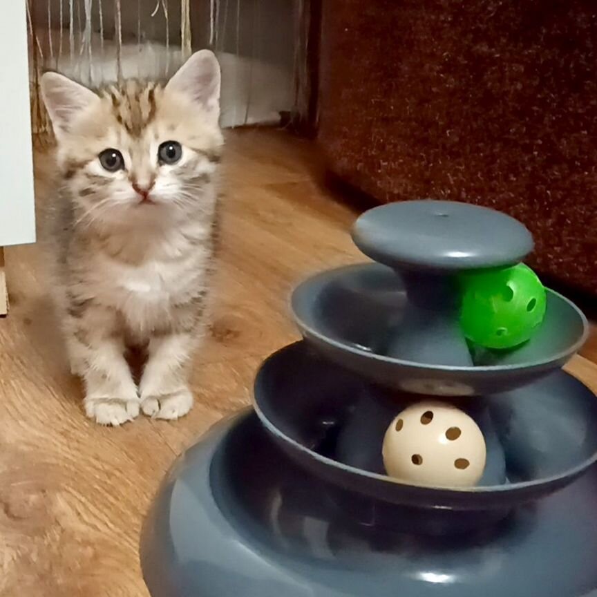 Продаются шотландские котята