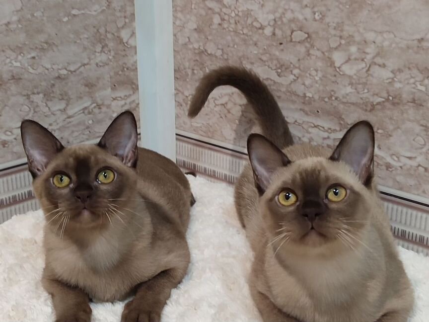 Котята европейской бурмы