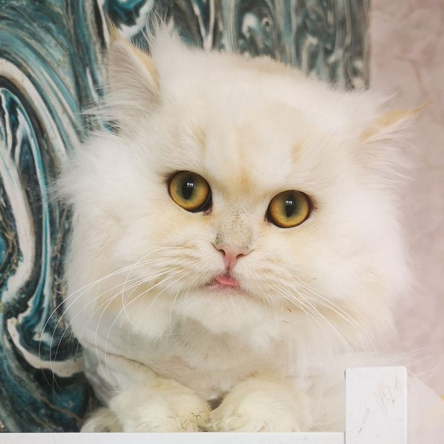 Британский котик