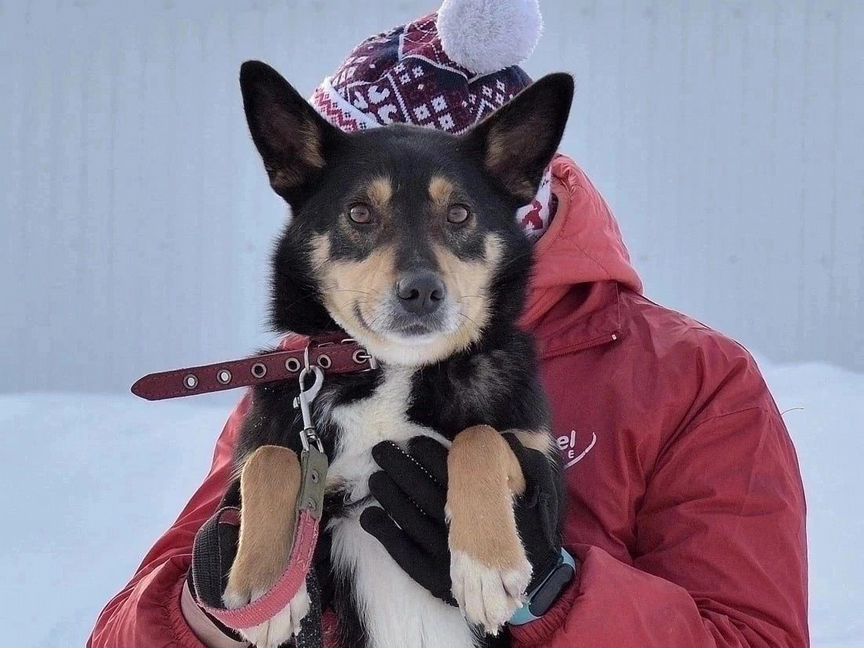 Классный песа