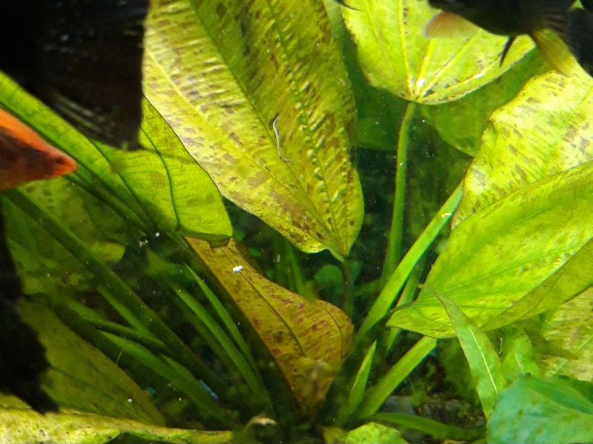 Аквариумное растение