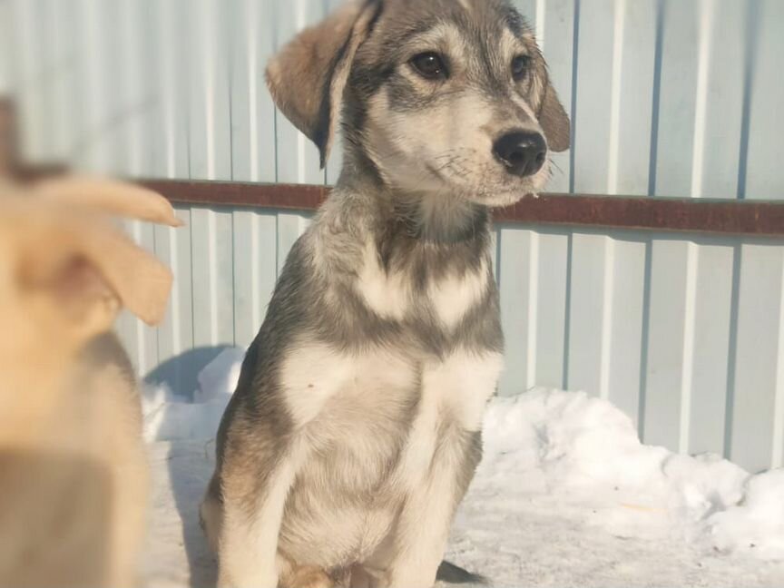 Собака в добрые руки