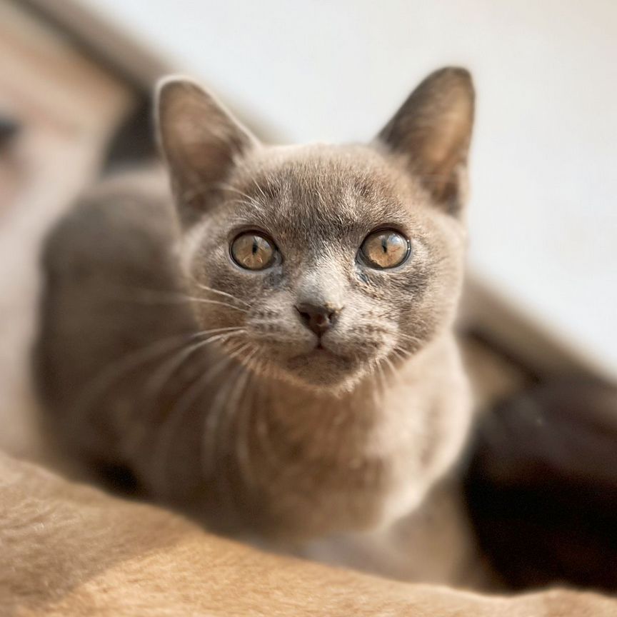 Бурма мальчишка