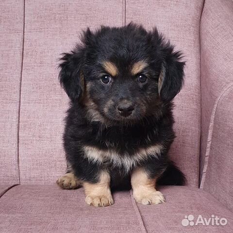 Лёня ищет дом