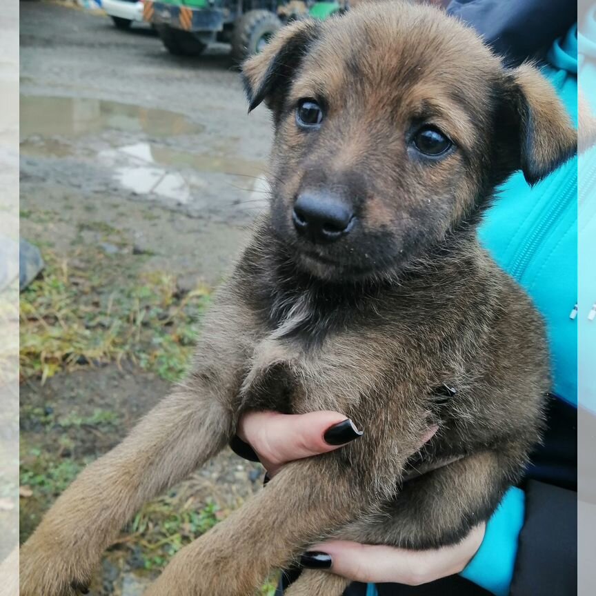 Отдам в добрые руки щенков сторожевой собаки