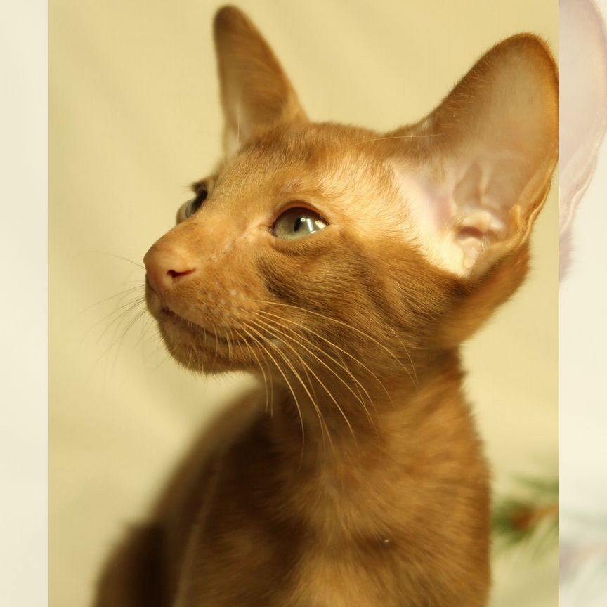 Ориентальный котёнок