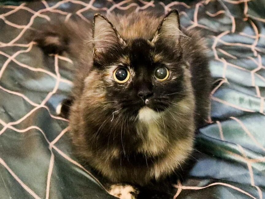 Кошка Спасенная