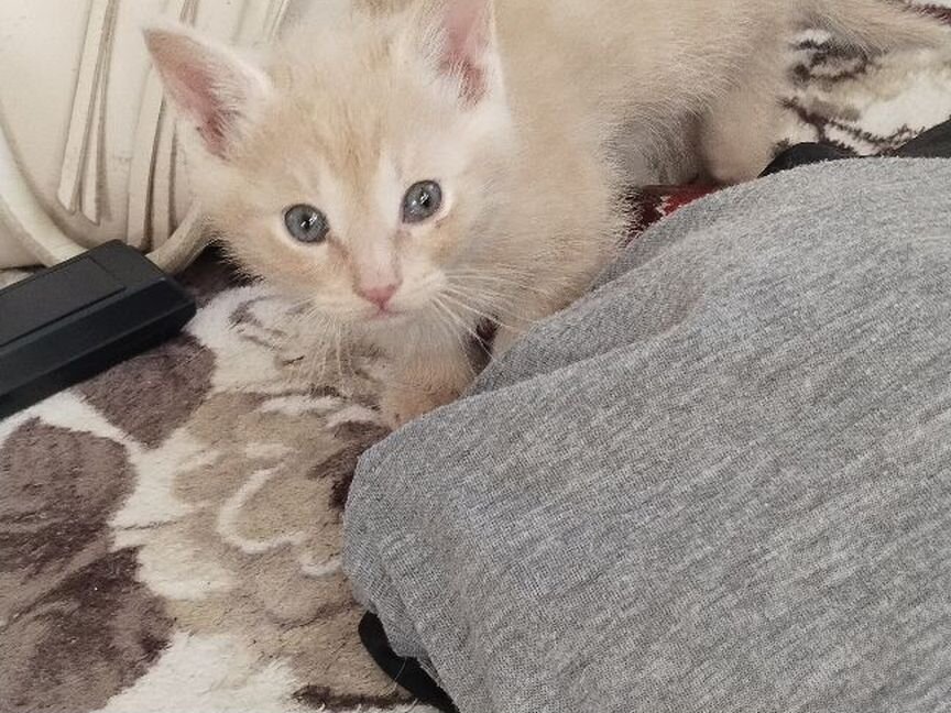 Котик в добрые руки