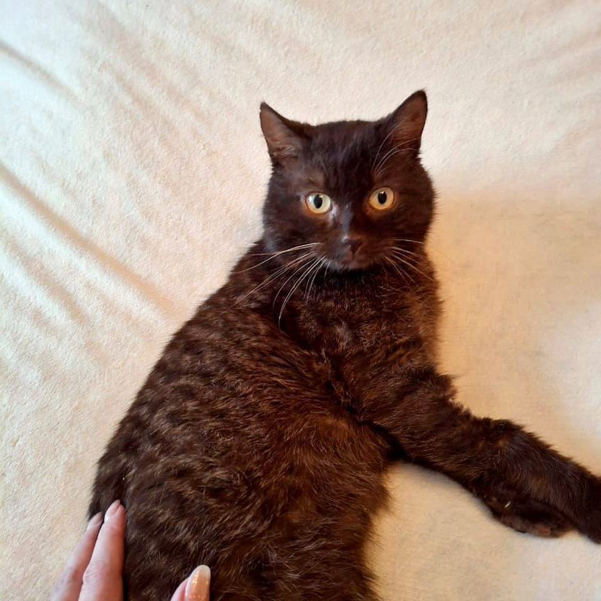Котик с необычным окрасом в поисках дома