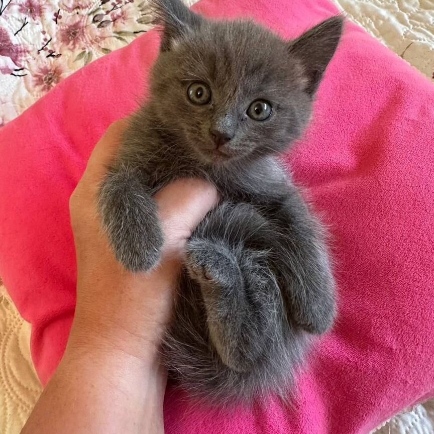 Котята