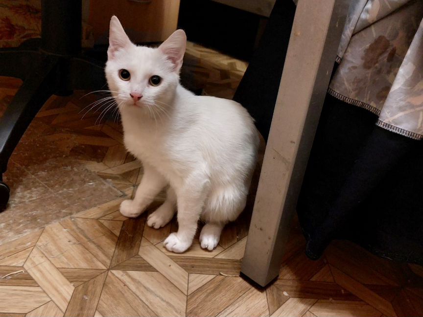 Котенок турецкой ангоры. Мальчик