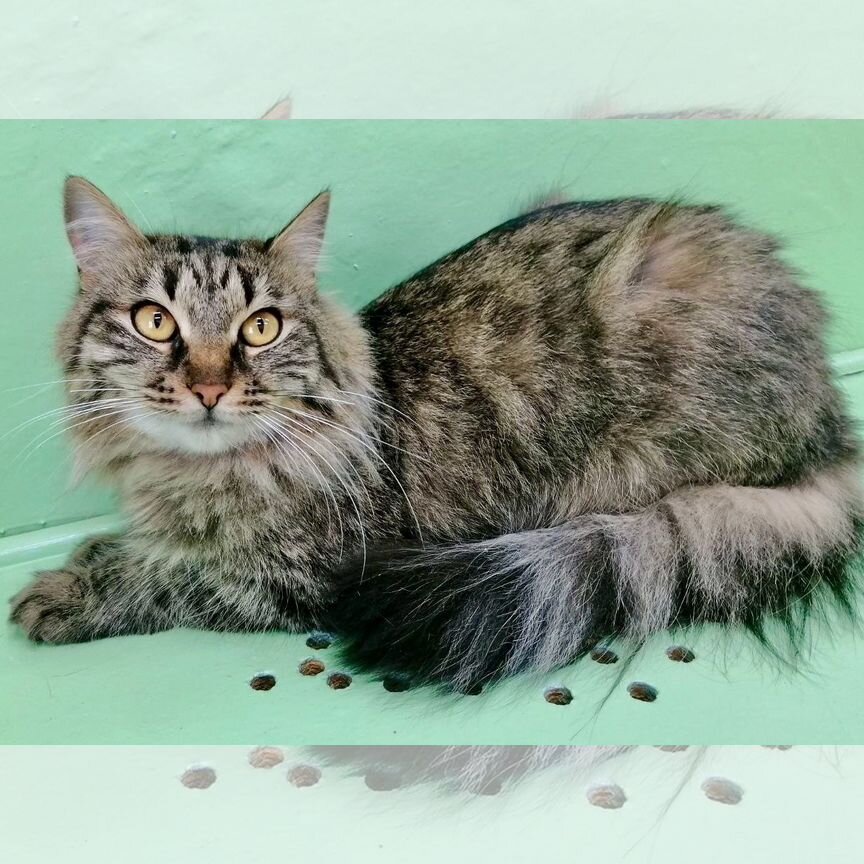 Сибирский котёнок