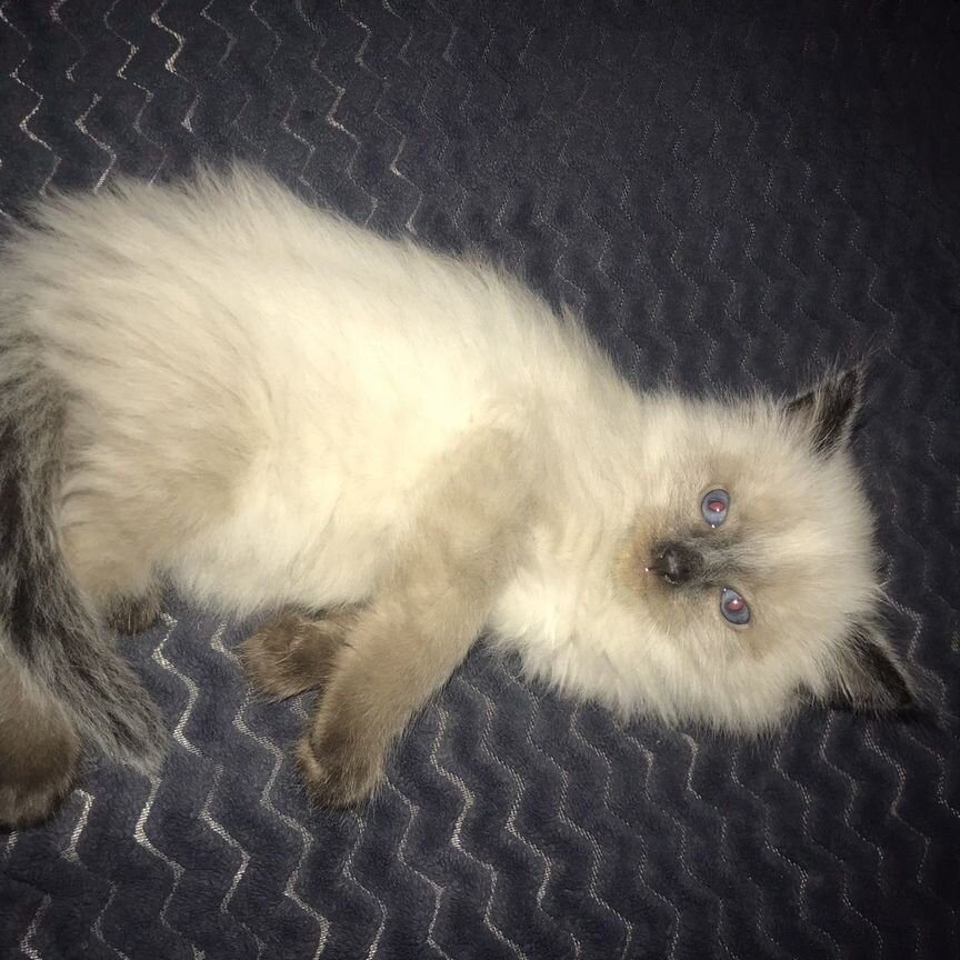 Котик тайский