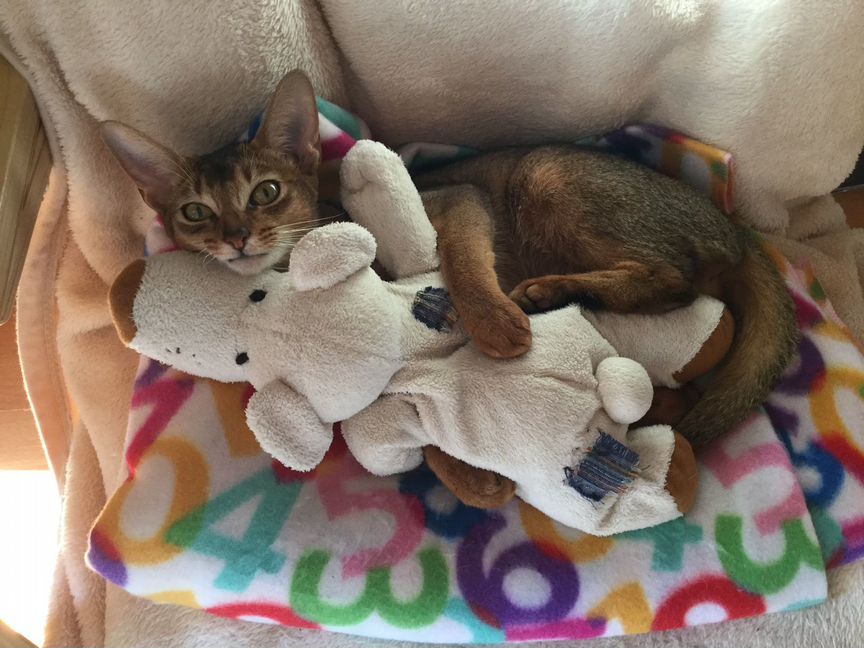 Абиссинская кошка в добрые руки