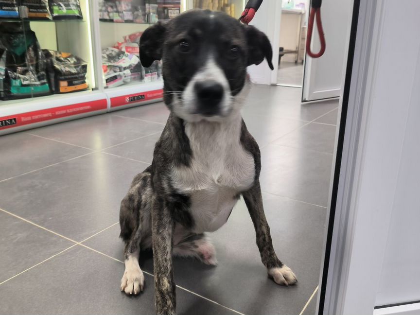 Собака в добрые руки