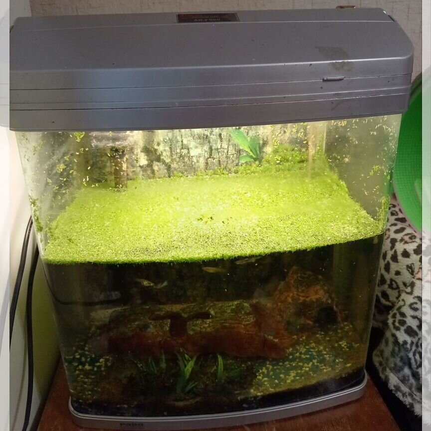 Аквариум с гупиями для души