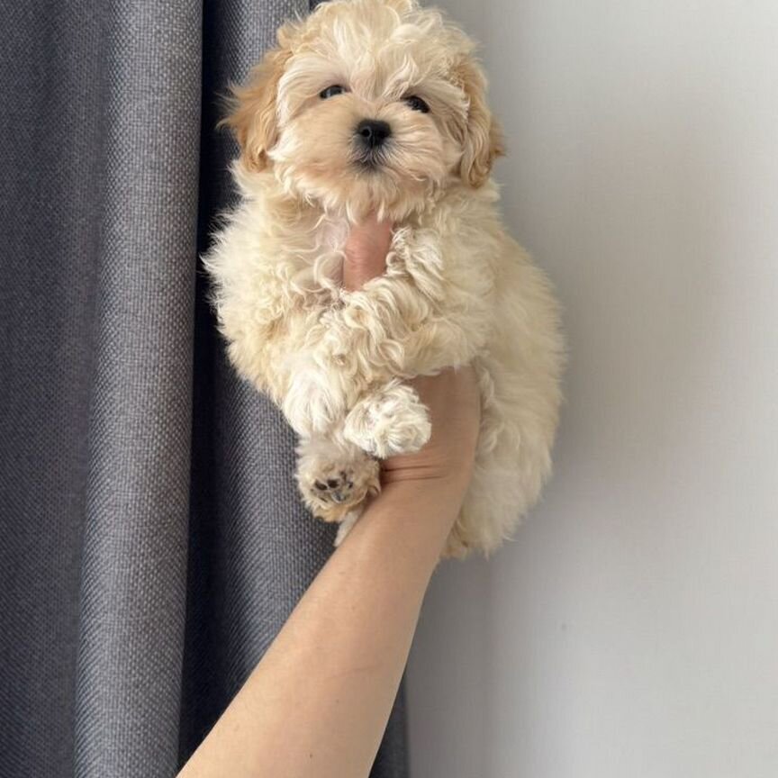 Мальтипу мини