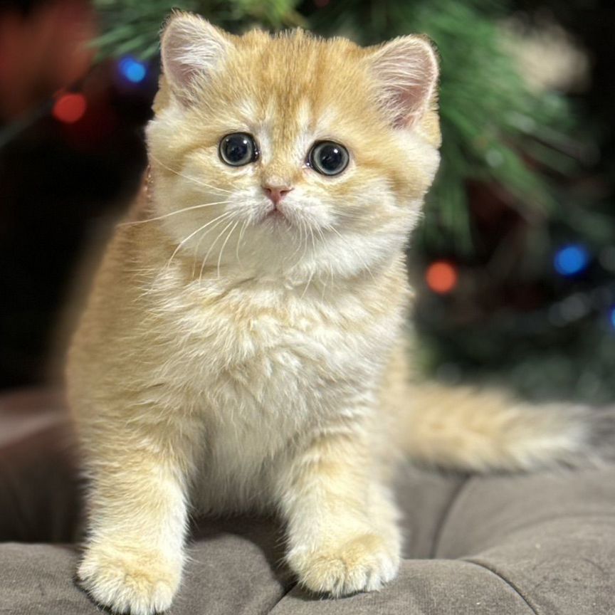Шотландский прямоухий короткошёрстный котёнок