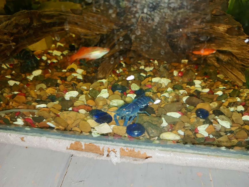 Австралийский красноклешневый рак