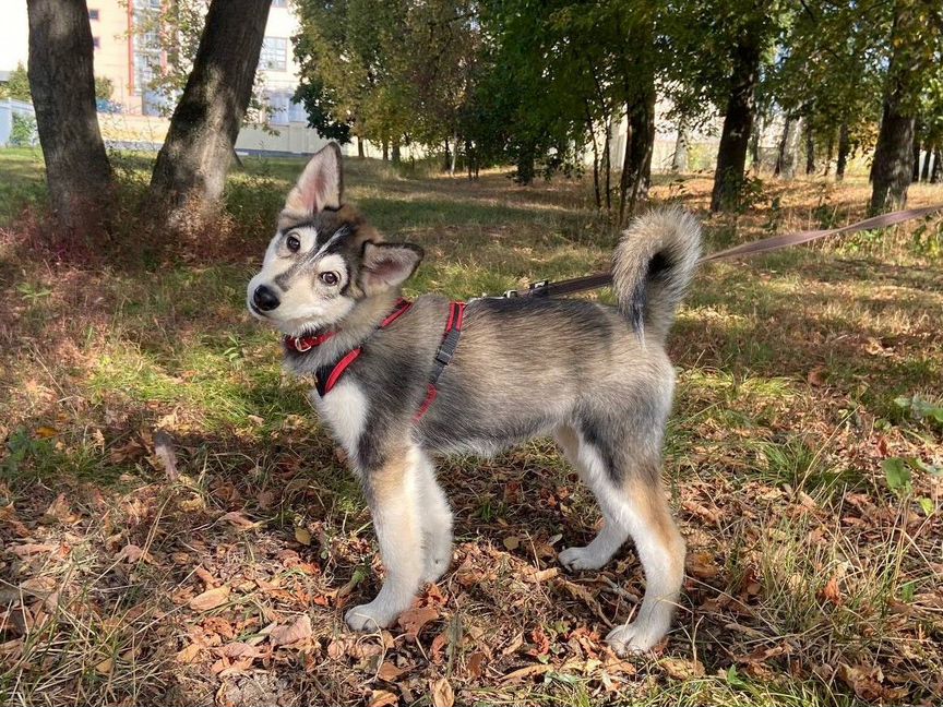 Щенок в приюте, ищем дом