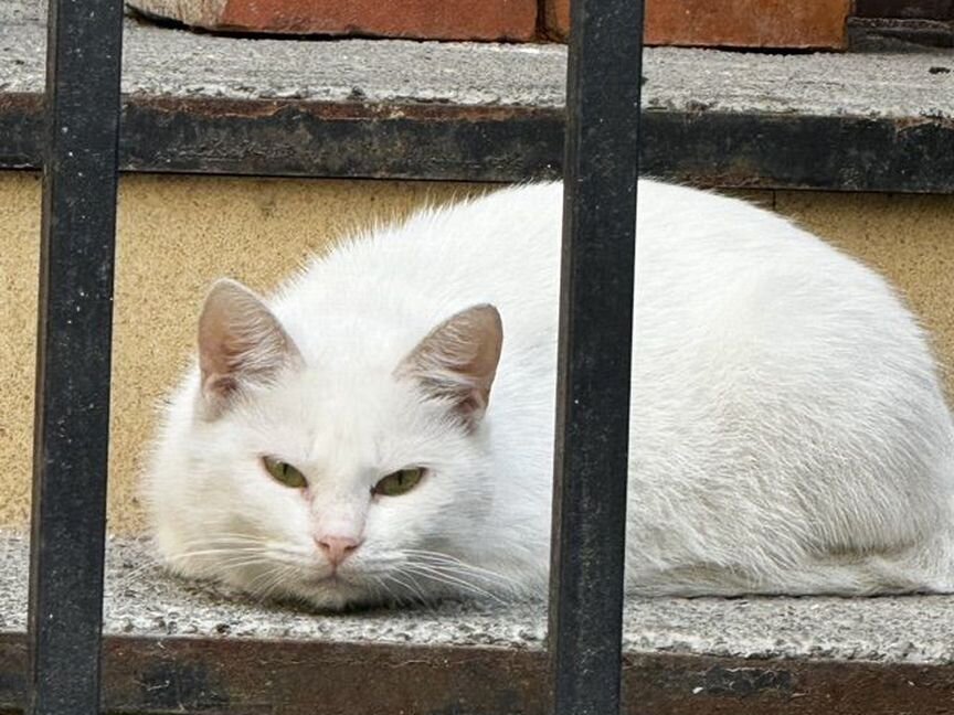 Белый котенок в добрые руки