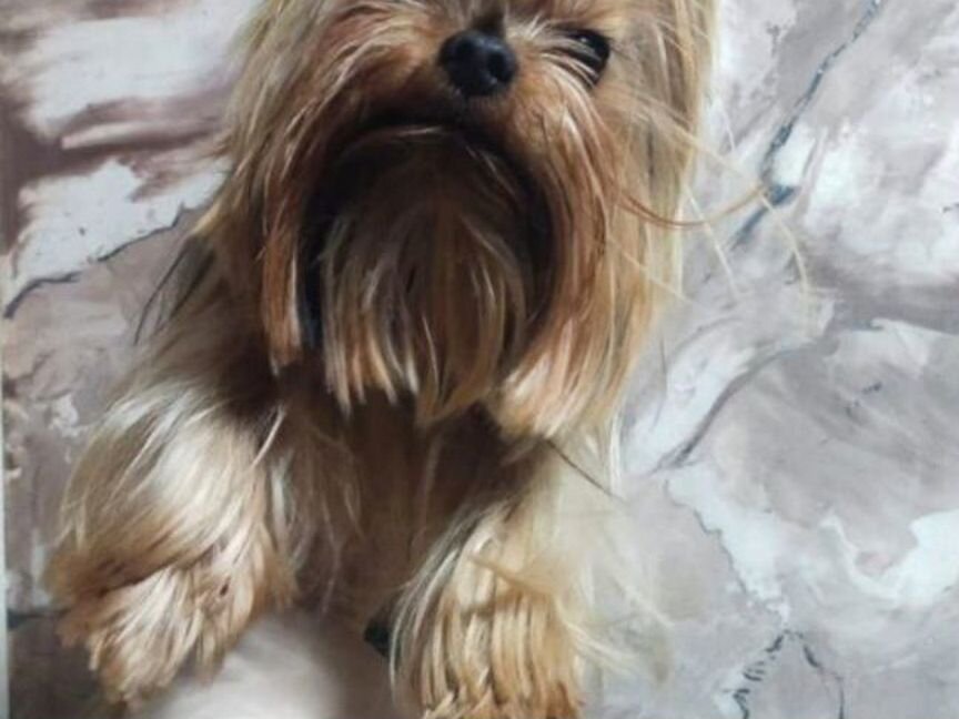 Вязка мини йорк