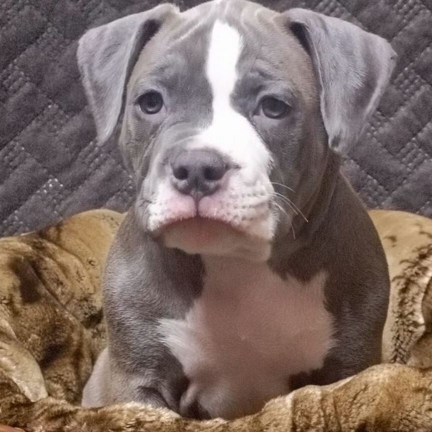 Американский булли, щенок