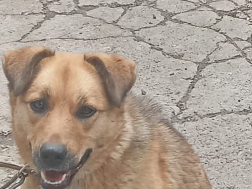 Отдам в добрые руки