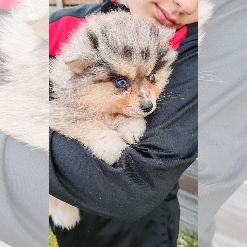 Померанский шпиц, щенок