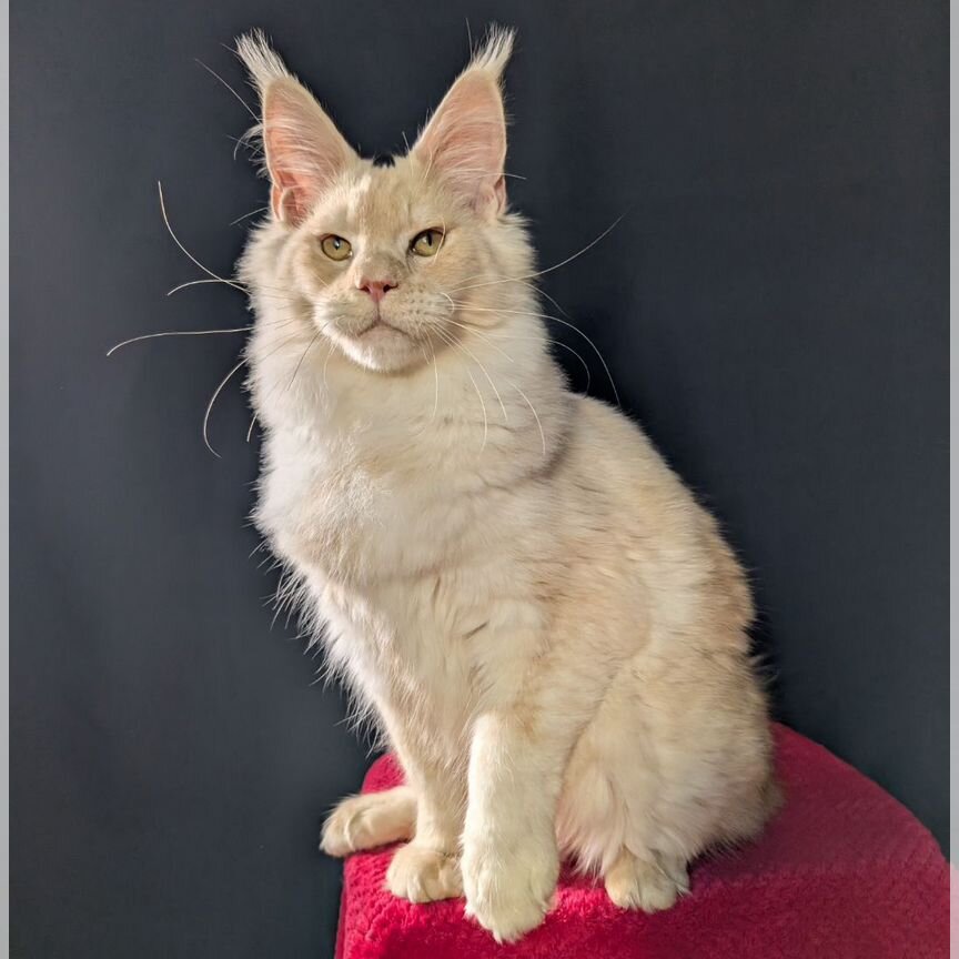 Мейн-кун котёнок