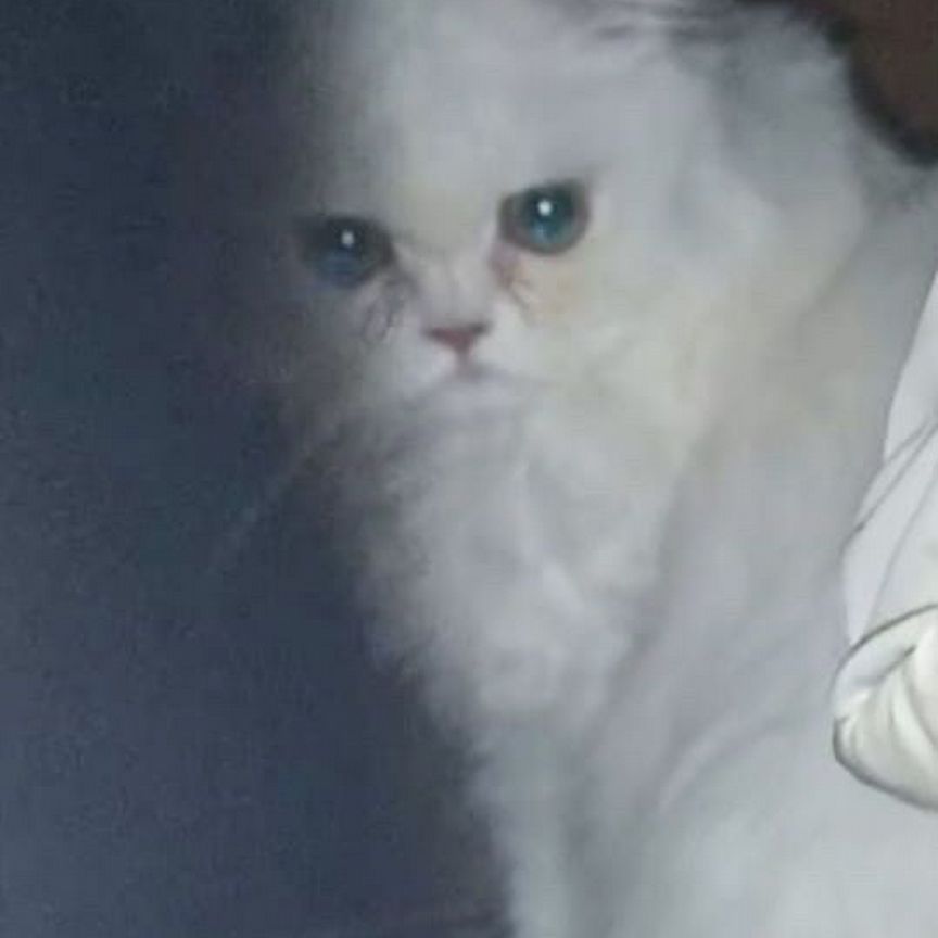 Персидский кот