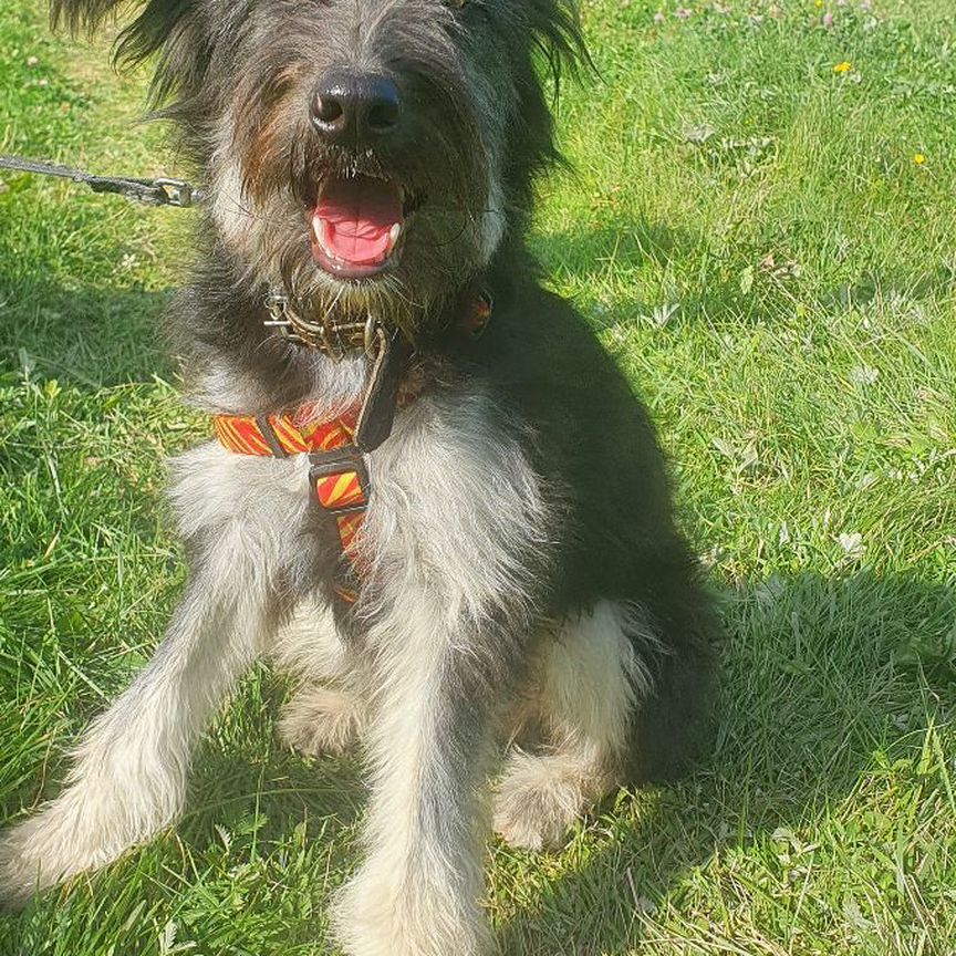 Собака в добрые руки