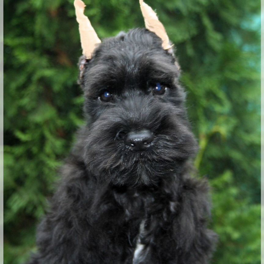 Час Пик