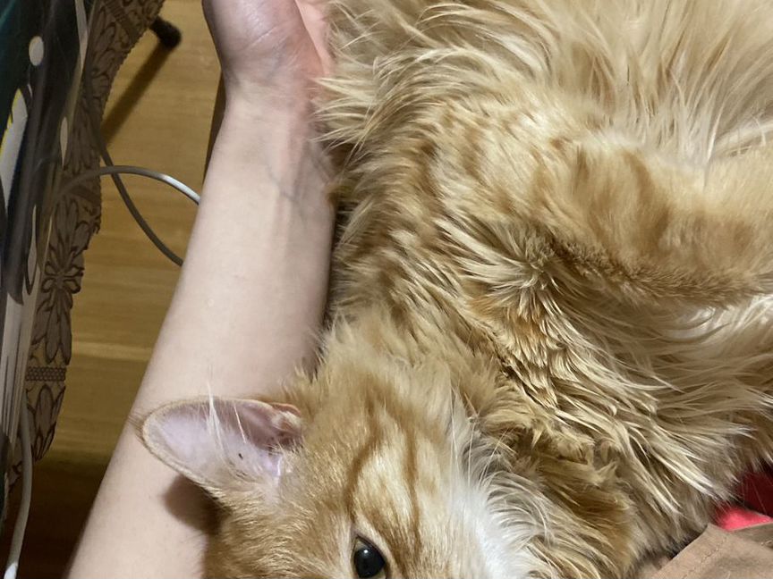 Коты на передержку до 10 мая бесплатно