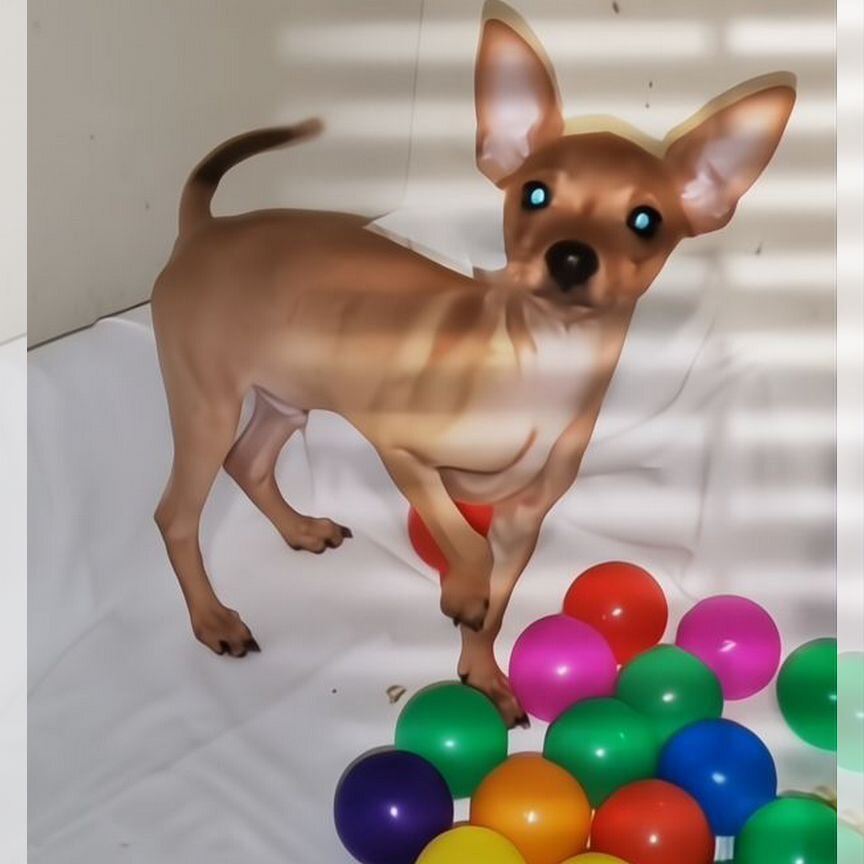 Русский той-терьер, щенок