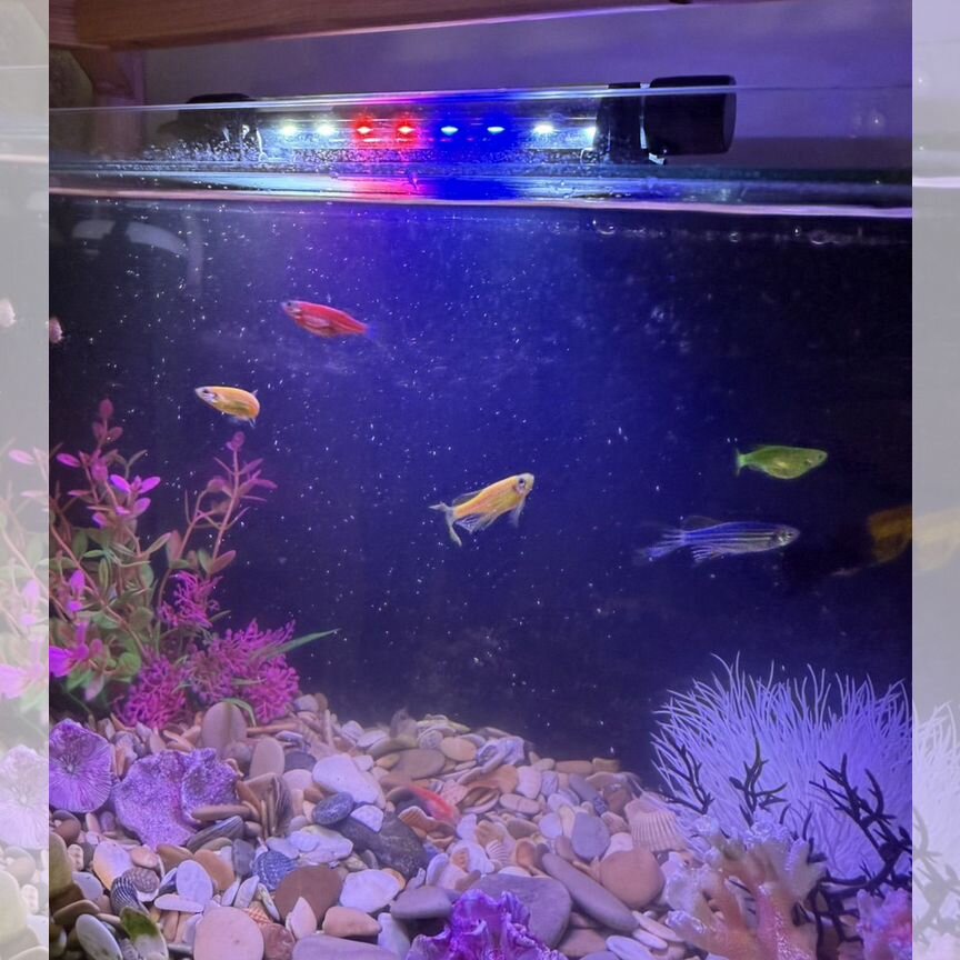 Аквариумные рыбки Данио