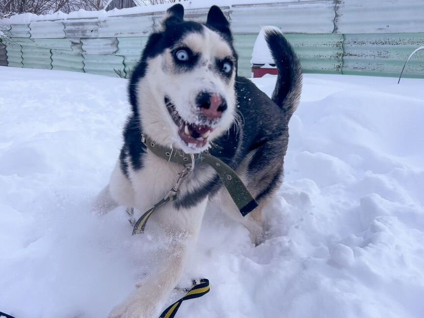 Хаски в добрые руки