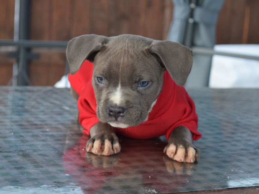 Стаффордширский терьер