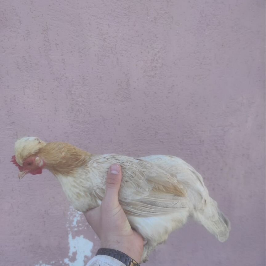 Куры мини Бентамка