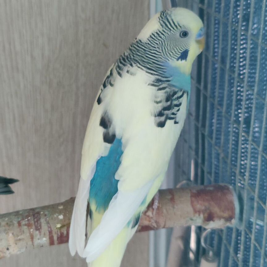 Волнистый попугай самец