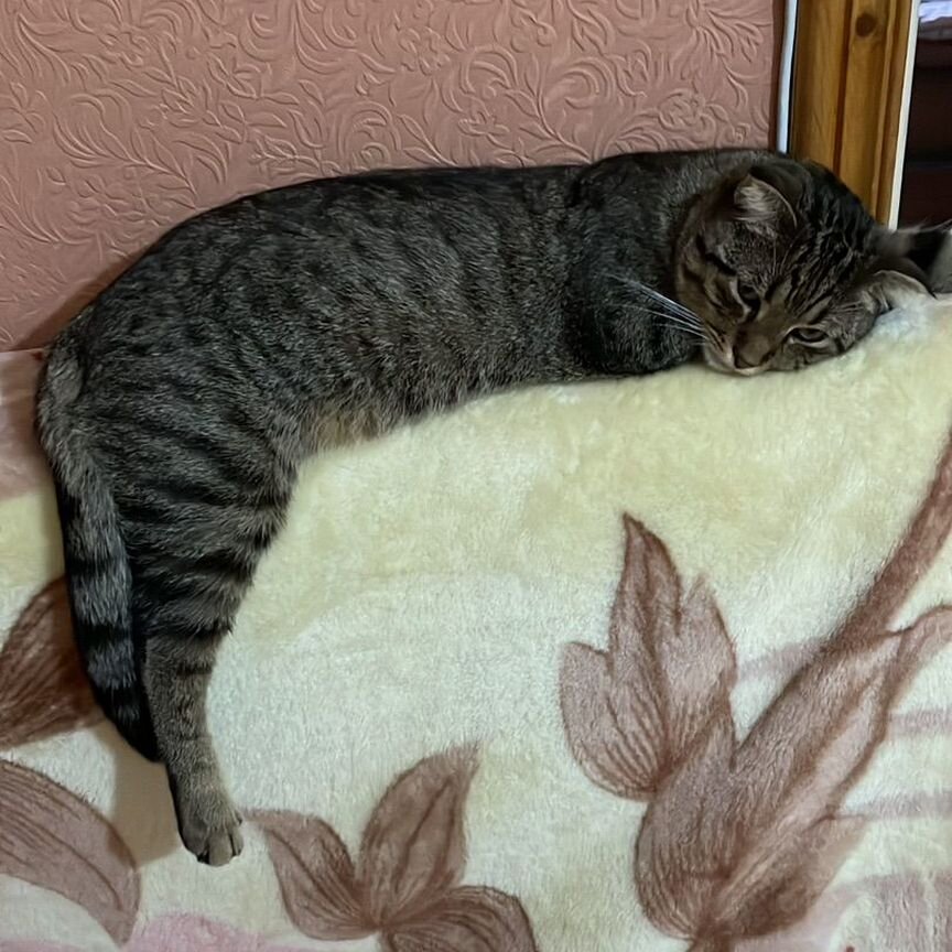 Кот