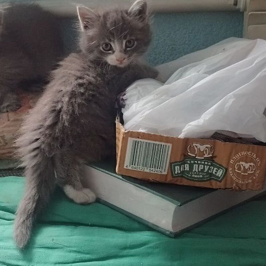 Котята в добрые руки бесплатно