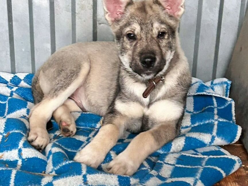 Щенок Вольф 4 месяца кобель в добрые руки