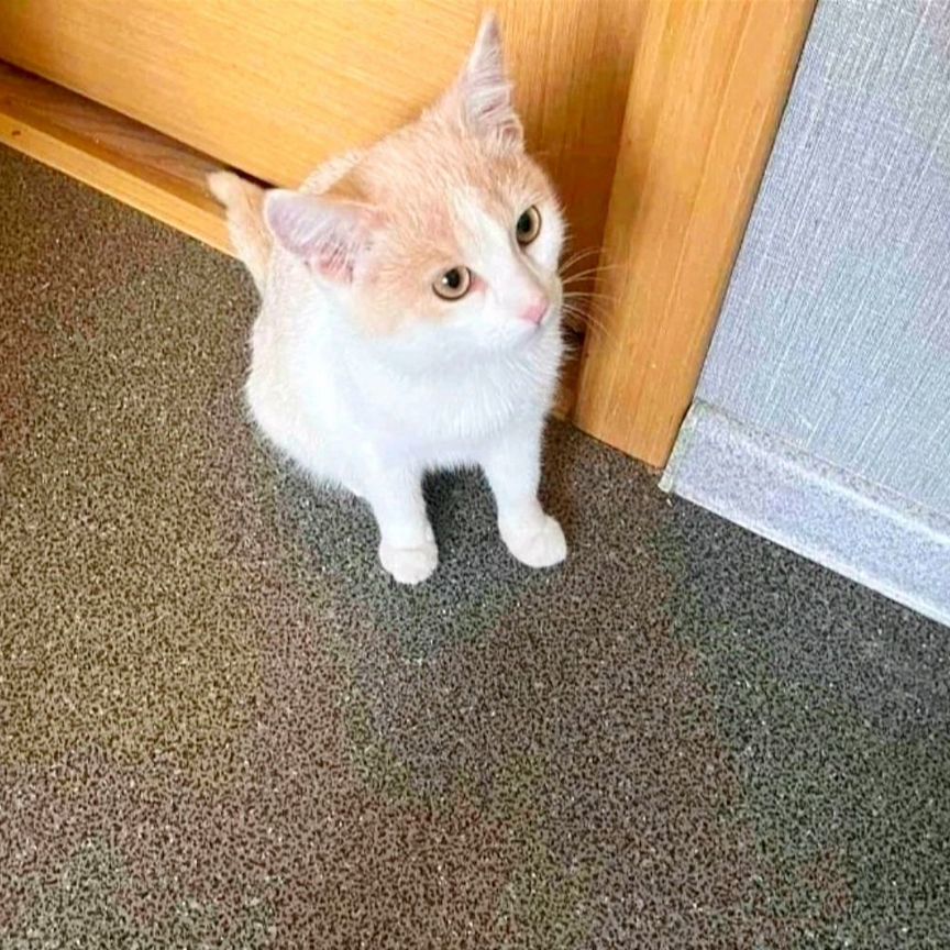 Персиковая малышка