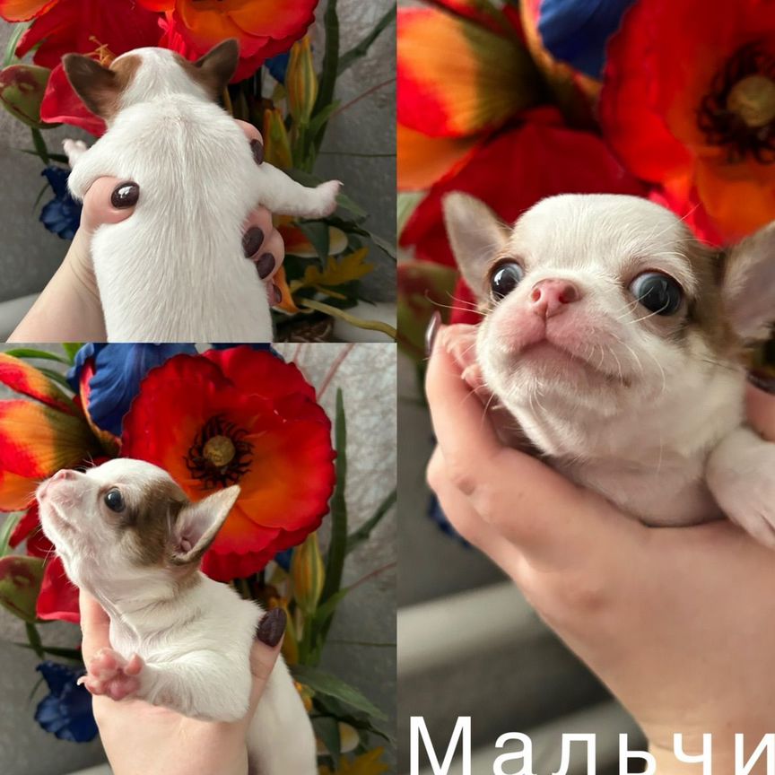 Щенки чихуахуа мини