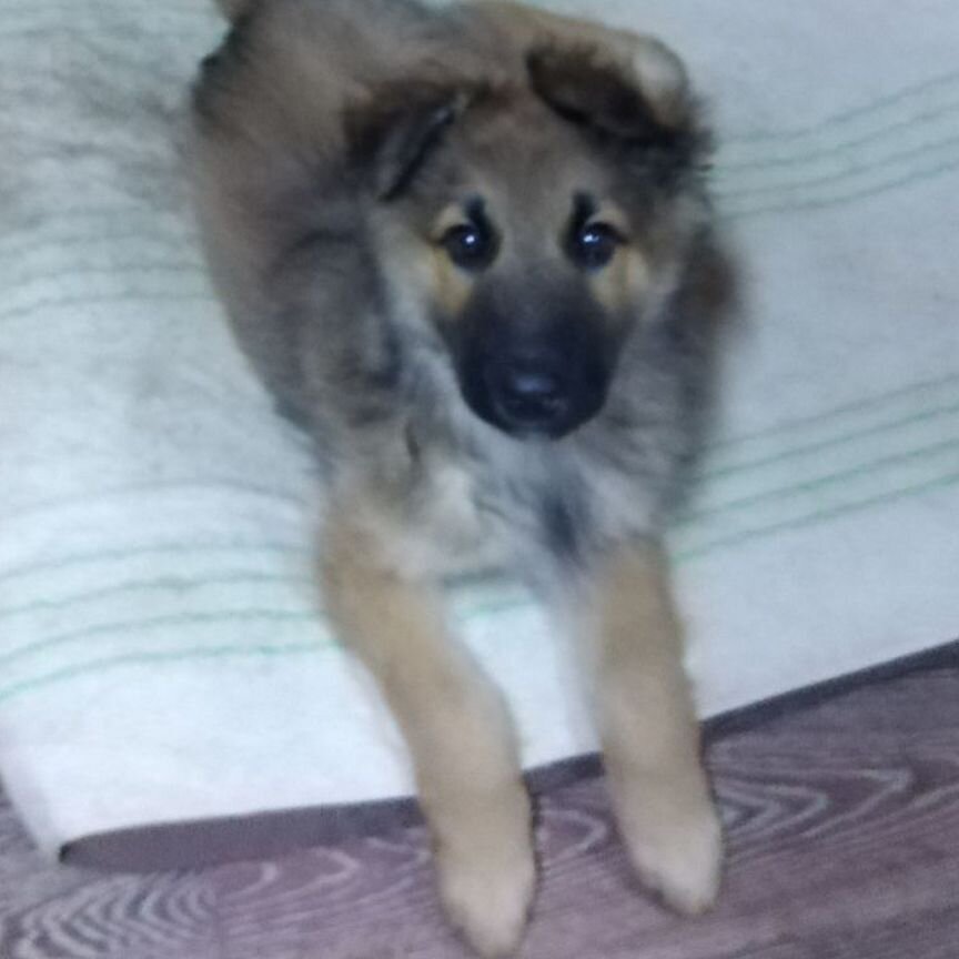 Немецкая овчарка, щенок