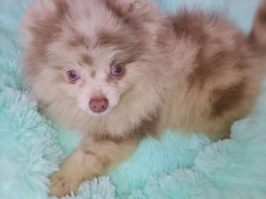 Мальчик лиловый мрамор