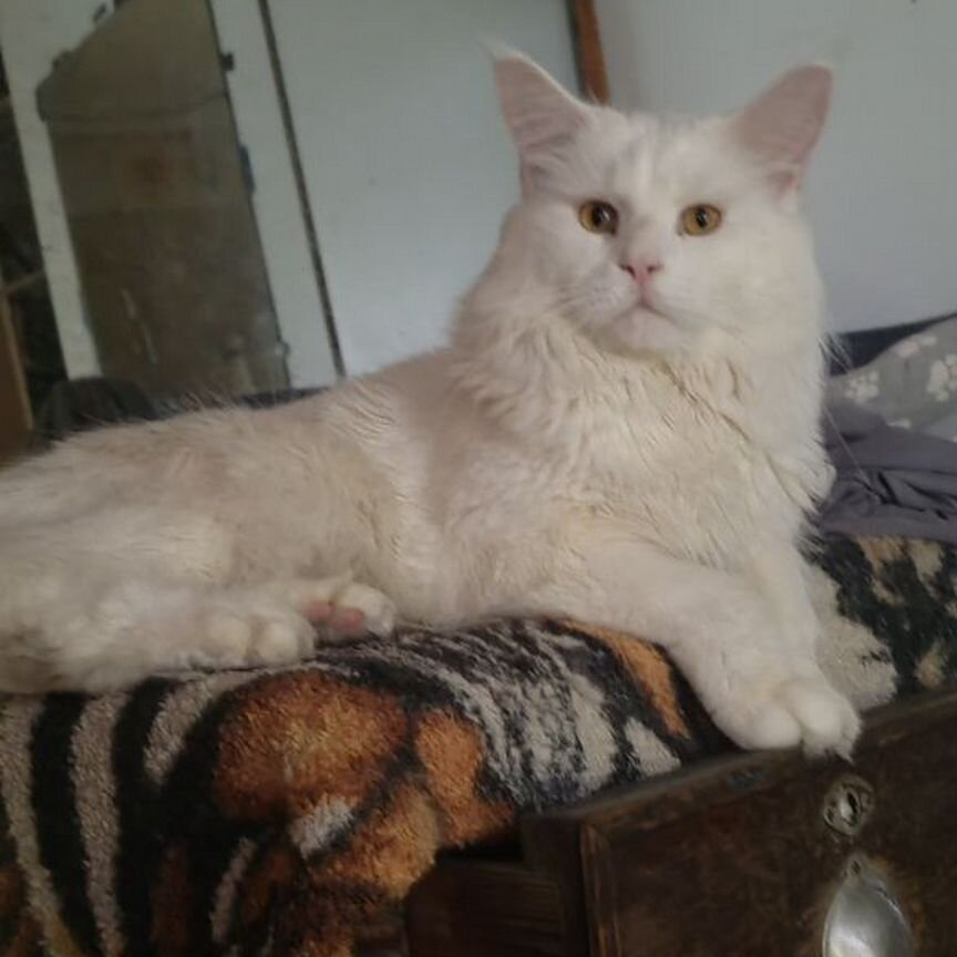 Котик на вязку