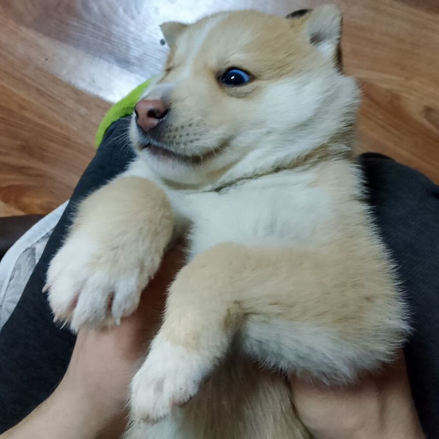 Карельская медвежья собака, щенок