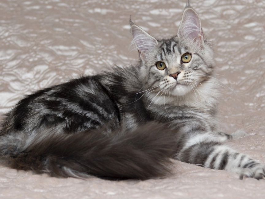 Мейн кун девочка